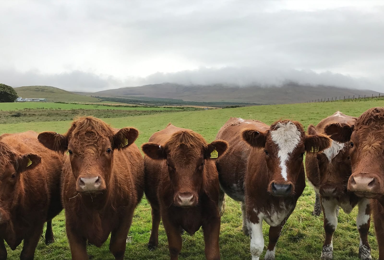 Welcome to Islay | Islay Estates