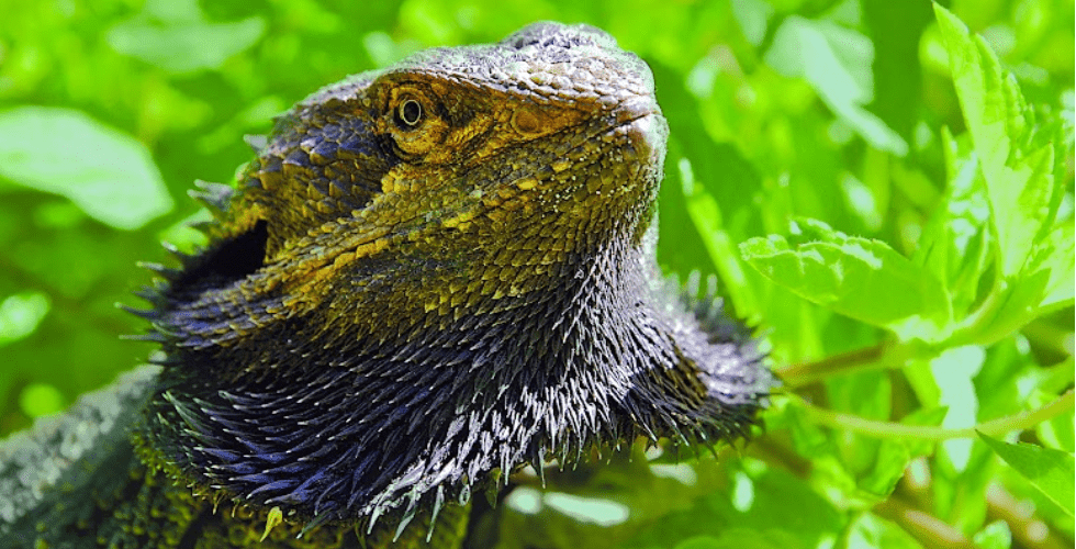 Event: School holiday Reptile Encounters - Jul 04, 2023 | The Village ...