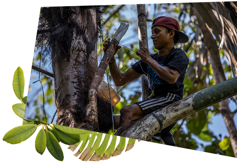 Forestwise - About us