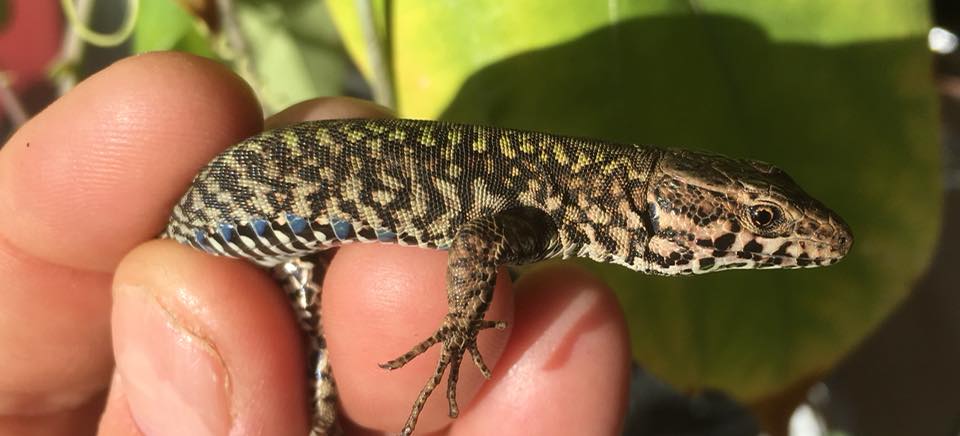 How a roadside zoo unleashed a lizard invasion on Victoria - Capital Daily