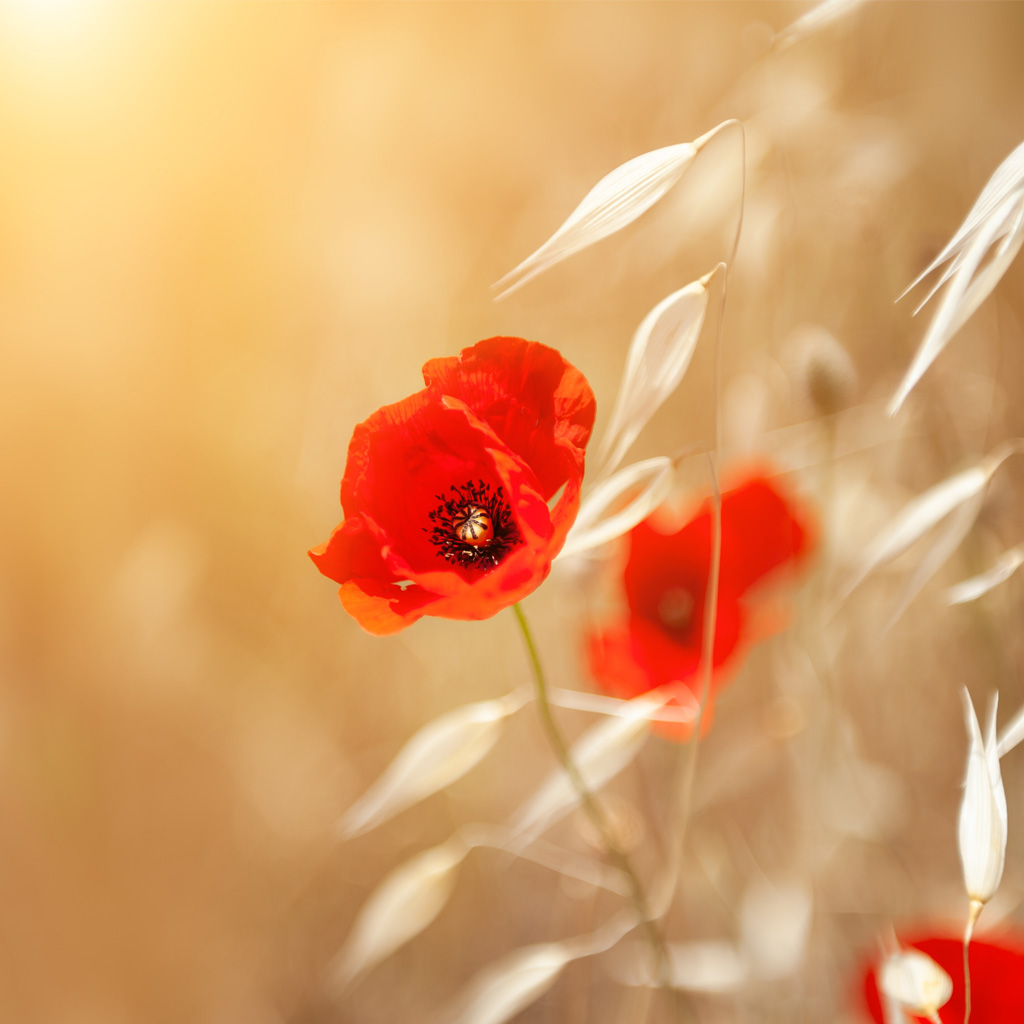 Anzac Day Trading Hours Our Supermarket Is Open For Your Convenience 