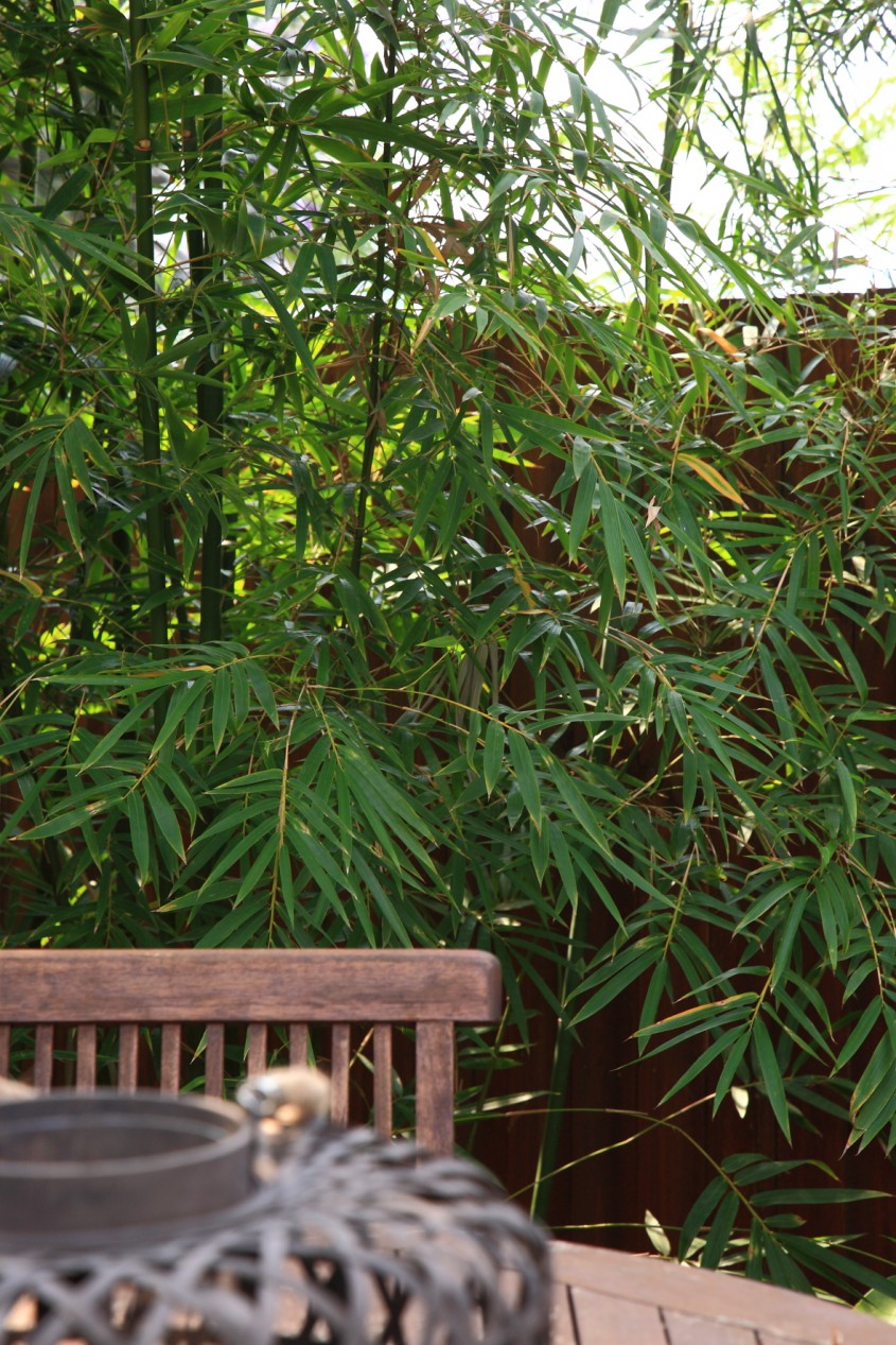 A RUSTIC COURTYARD IN GLEBE Inner West Landscape architecture | CALDesign