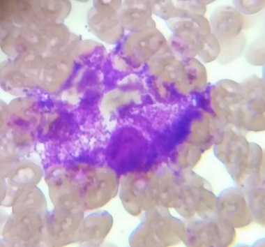 Treendale Pet Medical Veterinary Hospital Bunbury