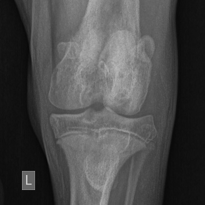 Treendale Pet Medical Veterinary Hospital Bunbury