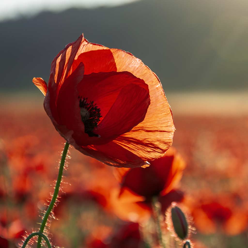 Anzac Day Trading Hours Our Supermarket Is Open For Your Convenience 