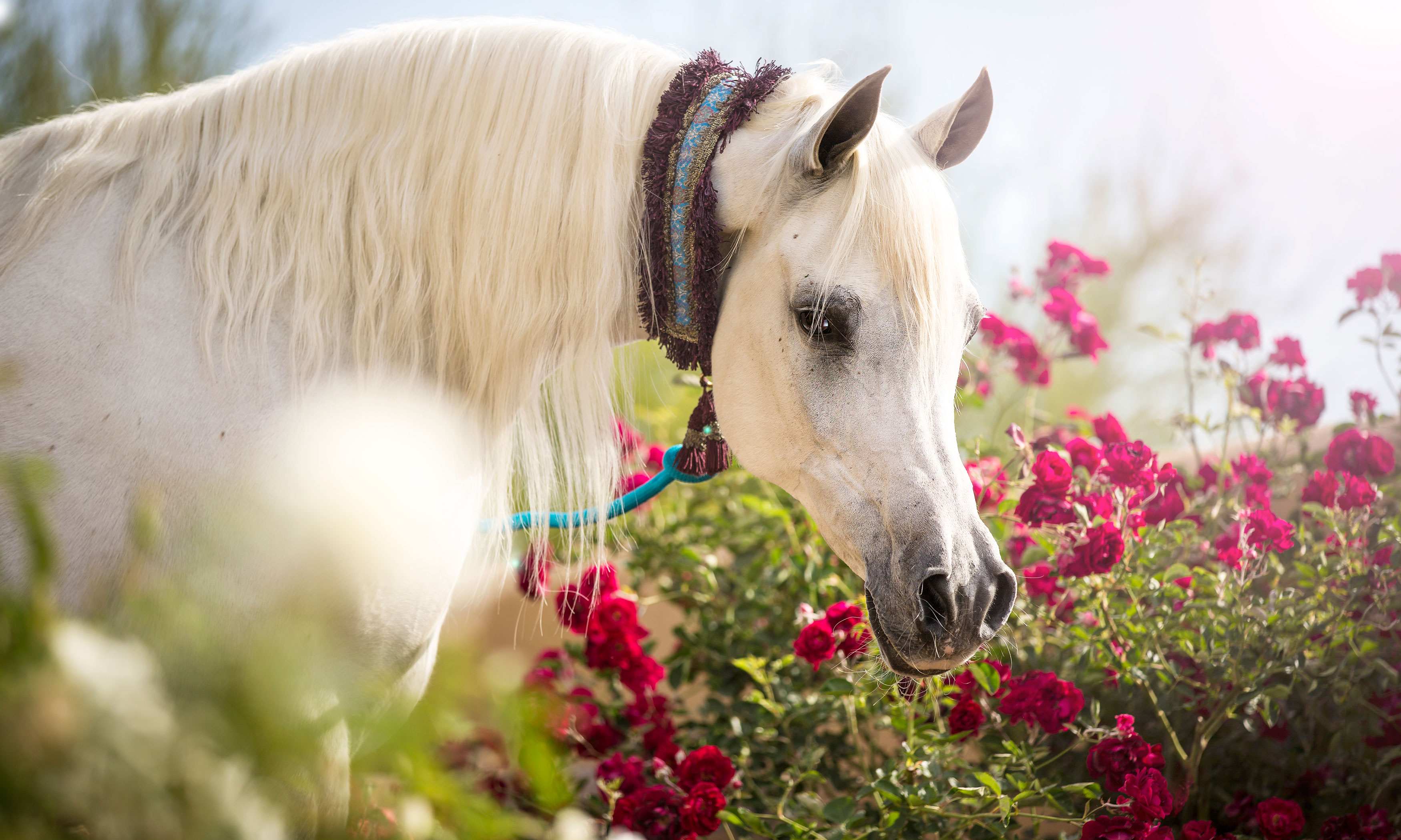 Cheval: An Equestrian Lifestyle - VAQARA Creative