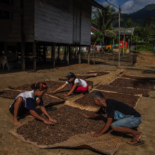 Forestwise - Organic FFL Illipe Butter Crude