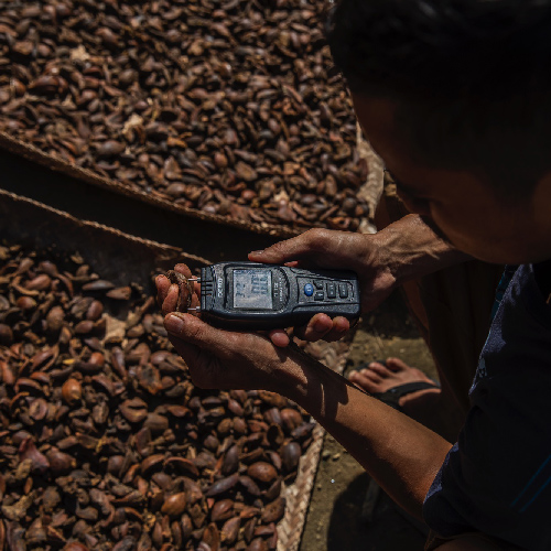 Forestwise - Organic FFL Illipe Butter Crude