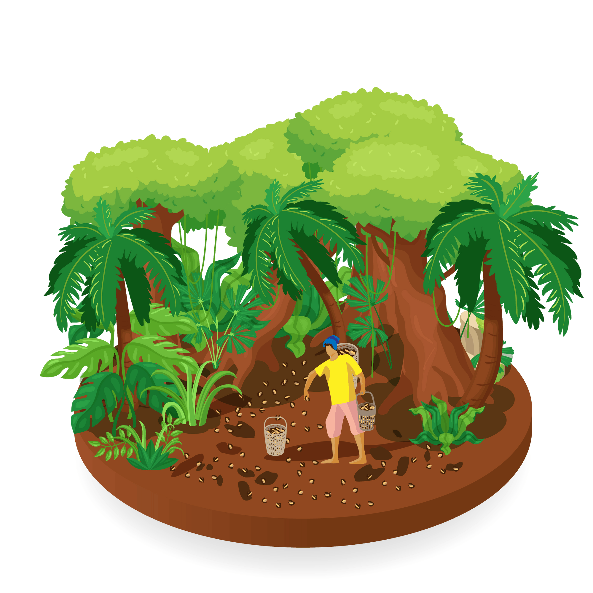Forestwise - Organic FFL Illipe Butter Crude
