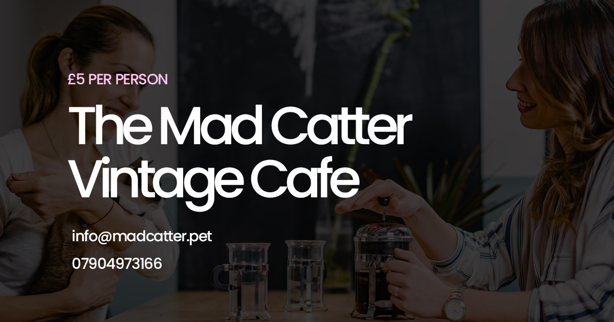 The Mad Catter Vintage Cat Cafe in Eastbourne