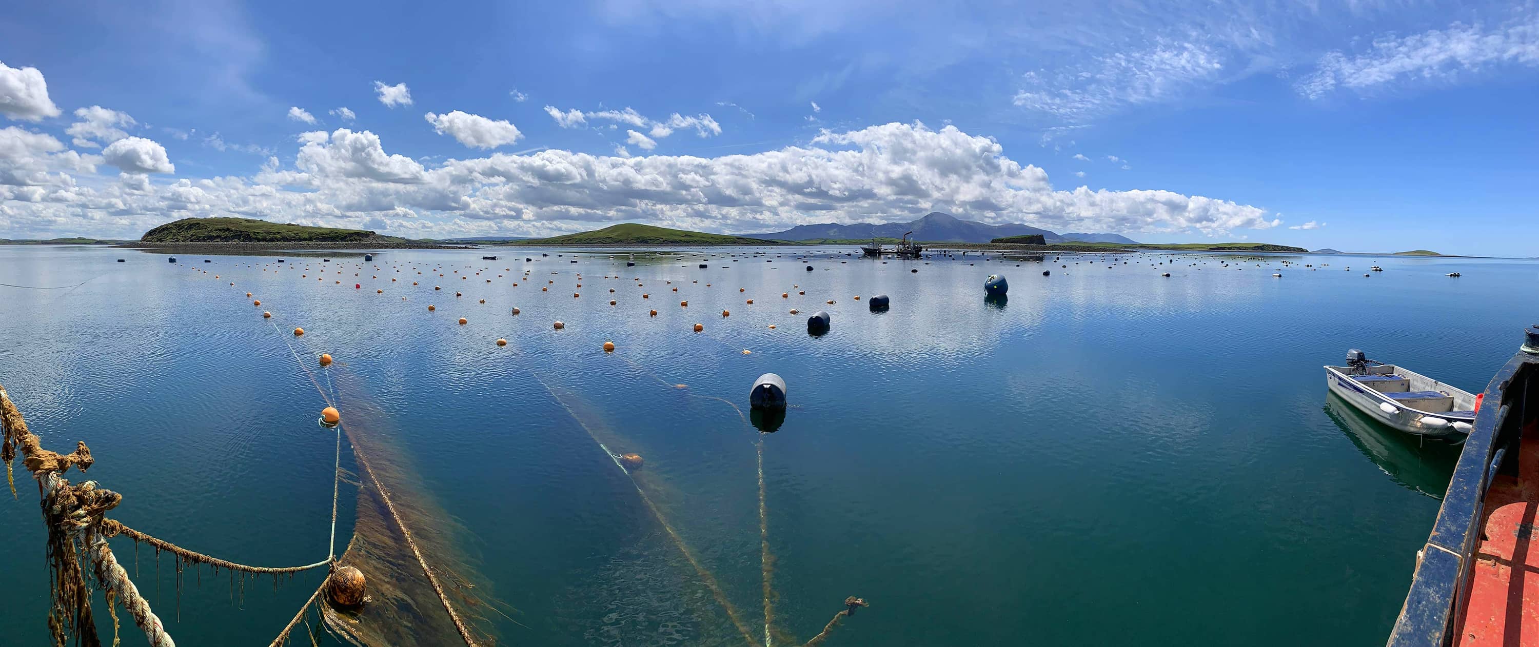 The Seaweed Company – Capturing the value of seaweed