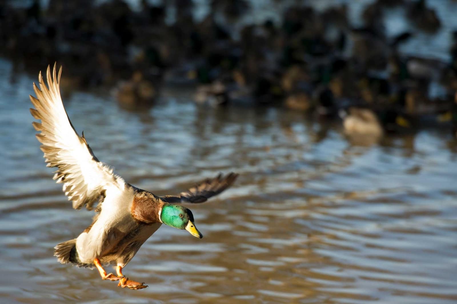 Covey Rise Lodge | Duck Hunting & Cabin Rentals in Louisiana