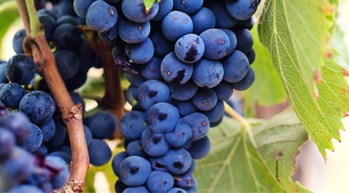 Barolo Wine (Taste, Prices, and Best Wines in 2020)