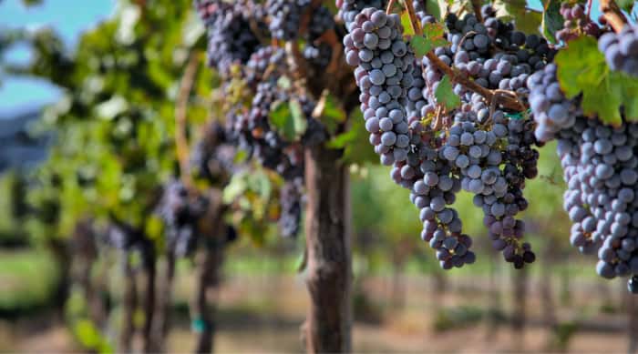 Romanée Conti: Vineyards, Best Wines, Prices (2020)