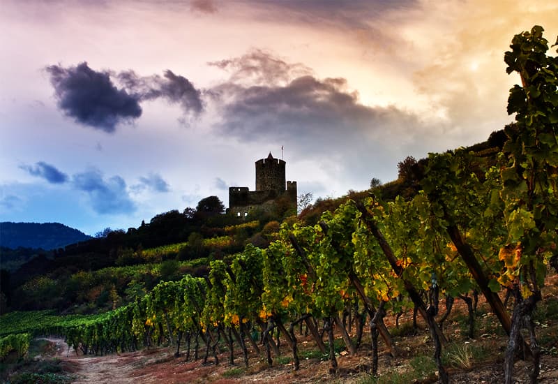 Riesling (Wine Styles, Taste, Best Wines 2021)