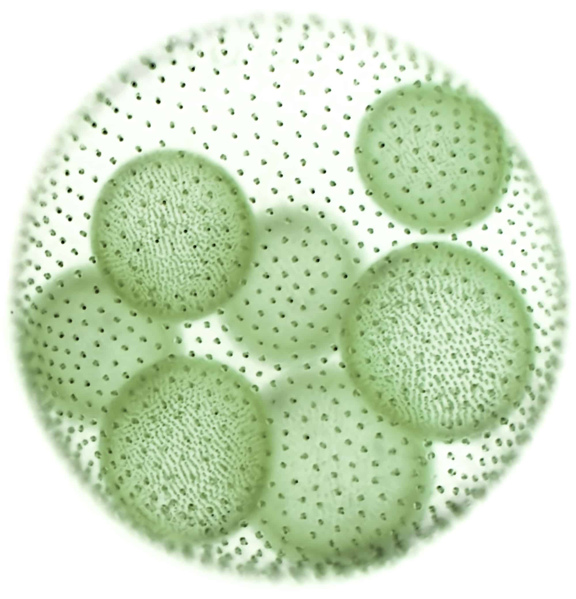 Algarithm | Fish-free Omega-3 Straight from the Source