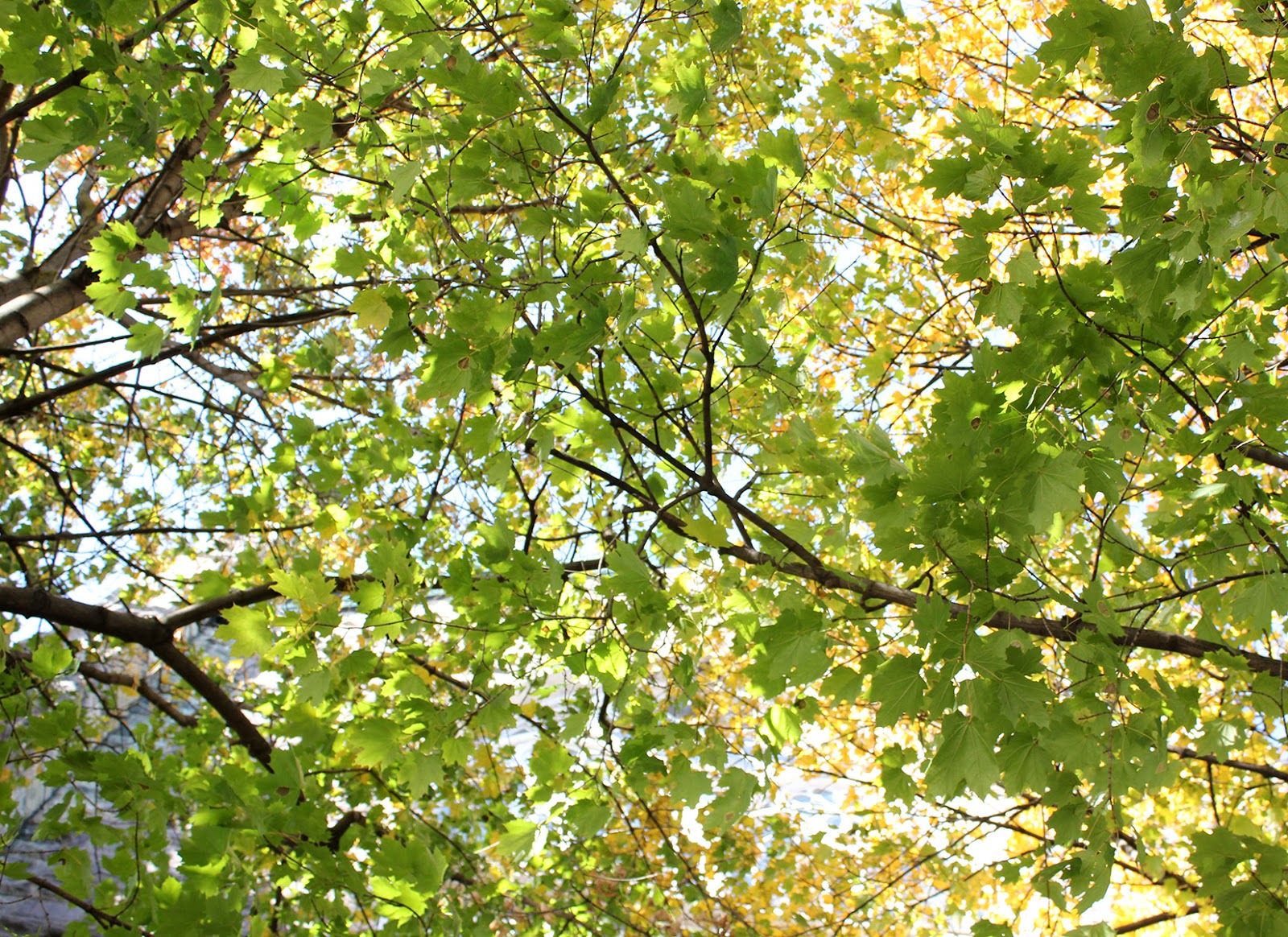 Des arbres bavards | L'Apostrophe