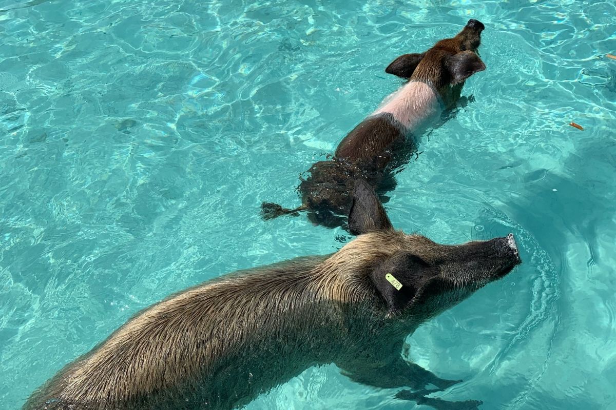 Activities | Swimming Pigs - Tiamo Resorts