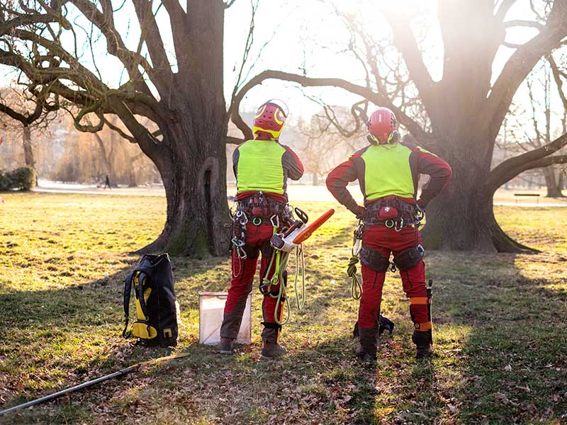 Tree Trimming & Removal Services in San Antonio, TX | Republic Tree ...