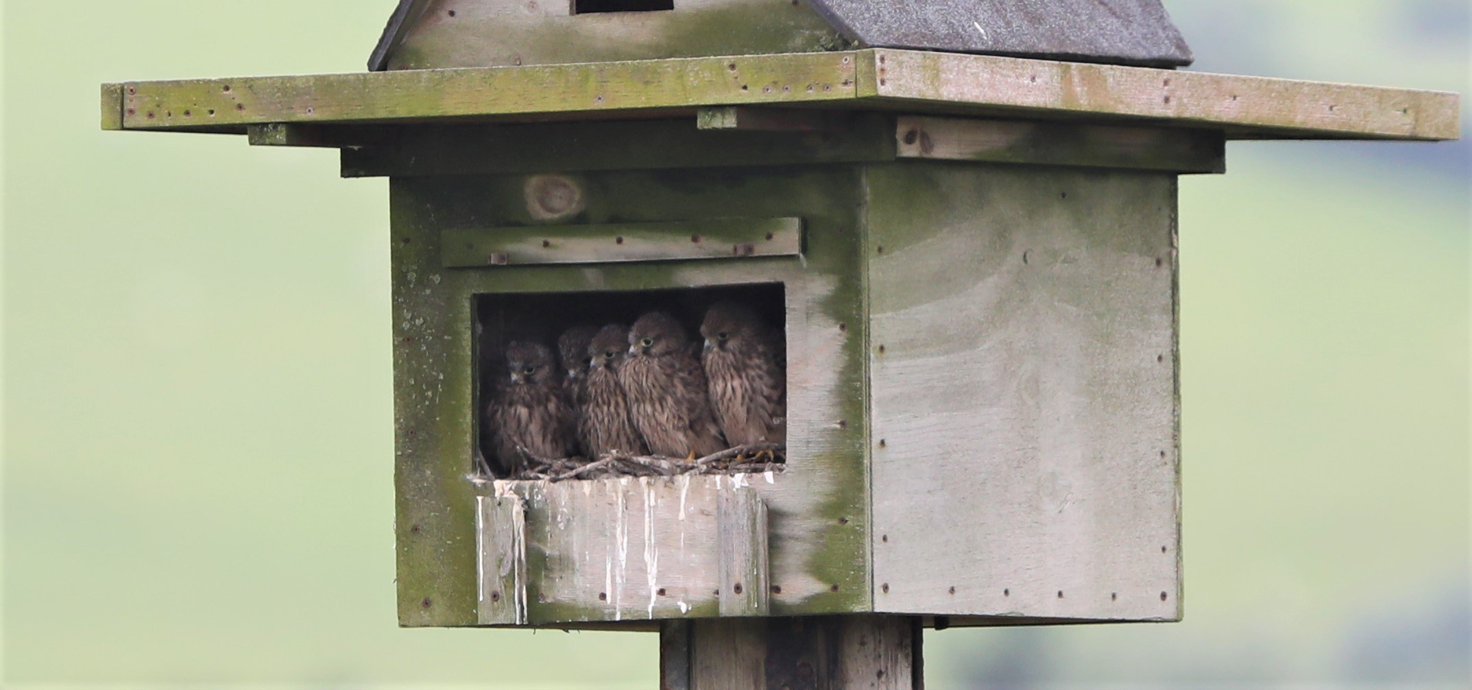 Knowledge Base: Install a bird box - North Devon Biosphere