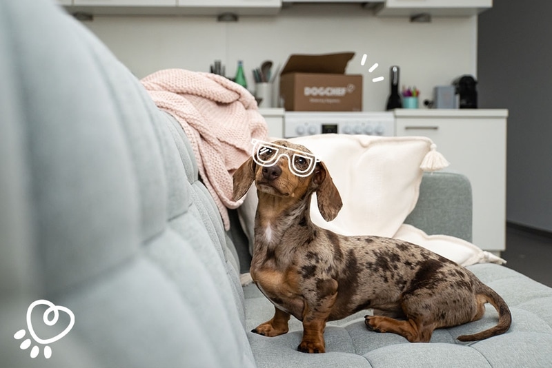 Blog Dog Chef - Tout savoir sur la ration ménagère et l'univers du chien