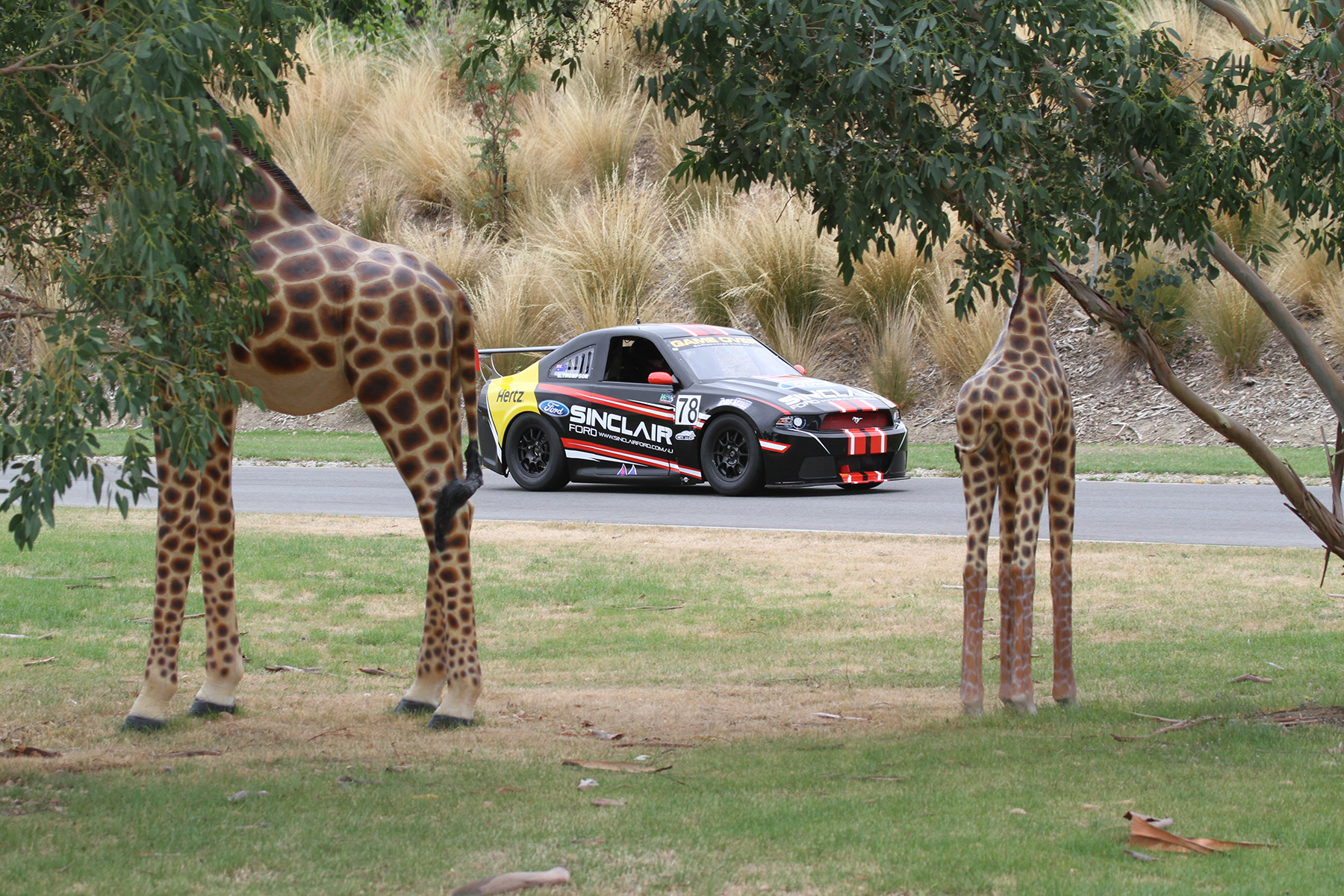 Battery World Aussie Racing Cars Championship : Aussie Racing Cars ...