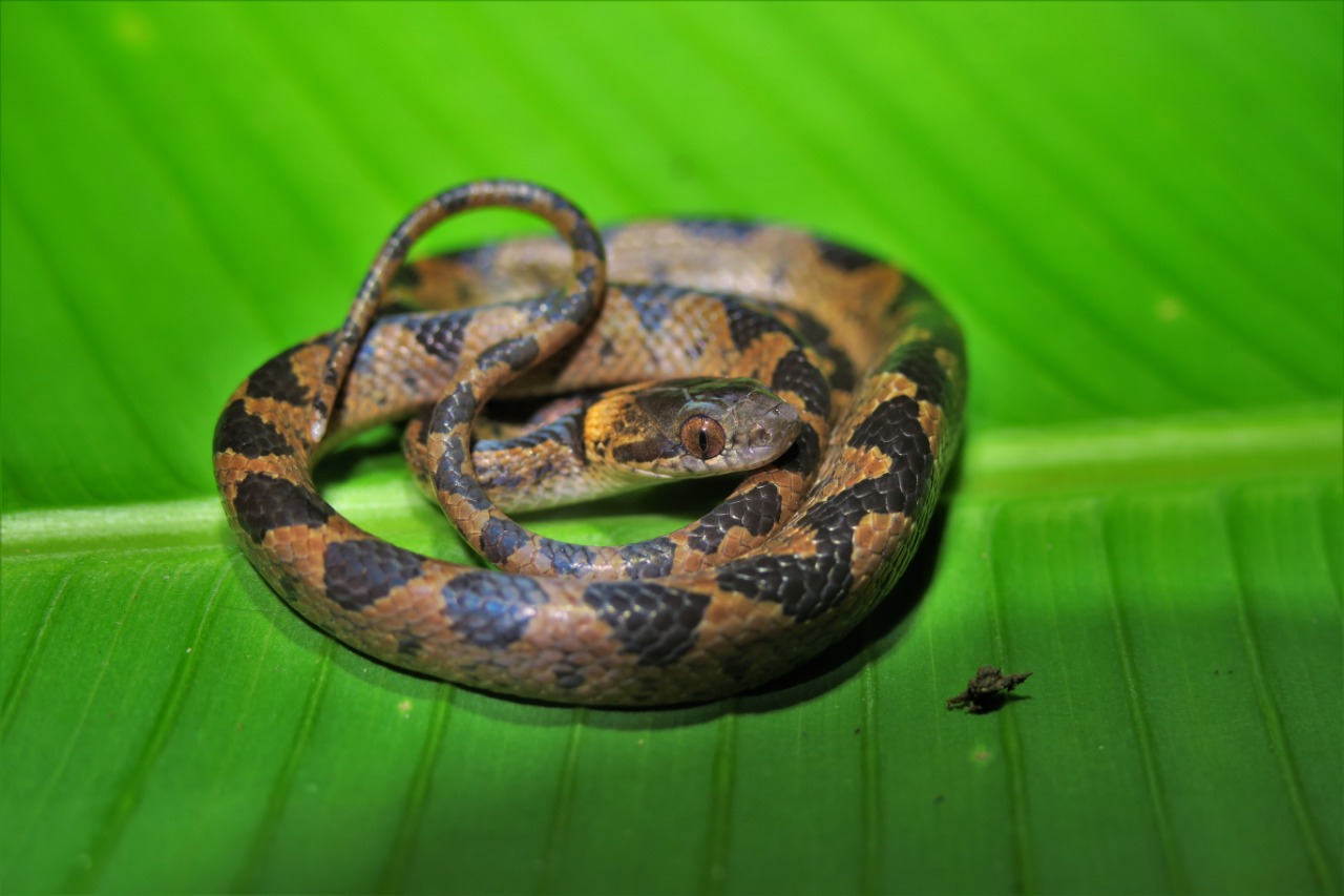 Seliba - de avontuurlijke glamping langs de Surinamerivier