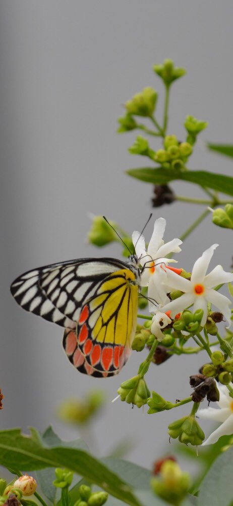 Bio-Fences: Fencing Trees to reduce pollution | Ogano Hyderabad