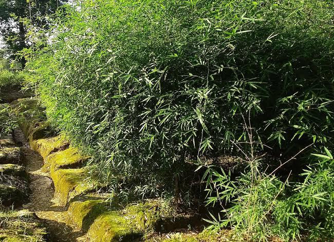 Bio-Fences: Fencing Trees to reduce pollution | Ogano Hyderabad