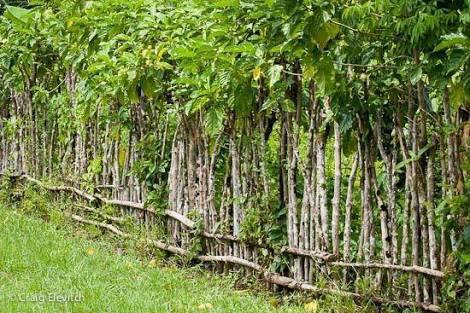 Bio-Fences: Fencing Trees to reduce pollution | Ogano Hyderabad