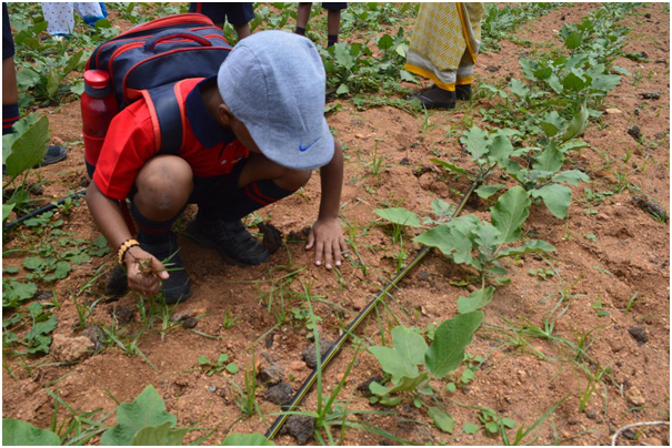 Why do we need to conserve and protect the soil? By Rakesh Koti- Organo