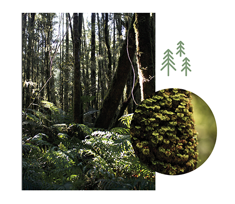 Atarau Sanctuary - Bio-Acoustic Monitoring