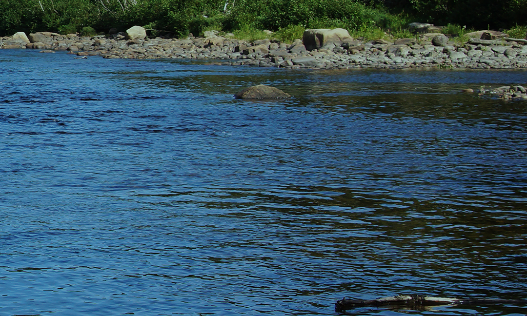 Millennial Bait Co. | Fresh Cured Prawn & Coon Shrimp