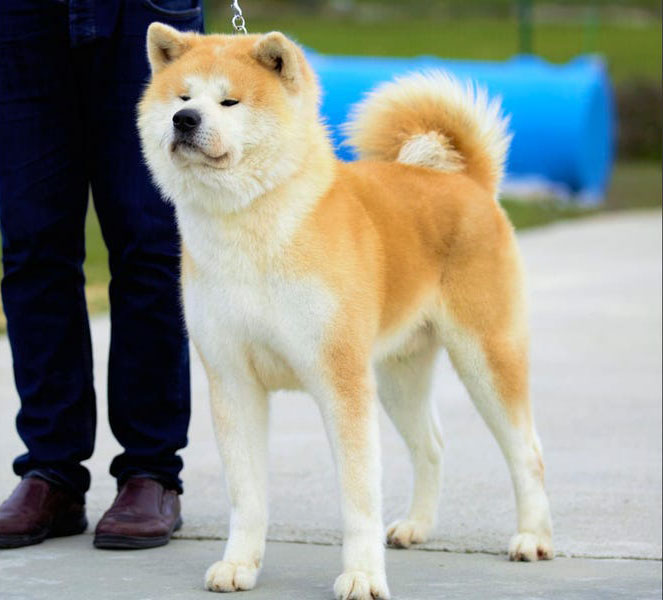 Daiju Go Aomori Mikamisou | Wataky Kensha