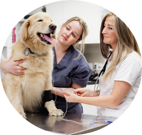 Cellphire Therapeutics About us