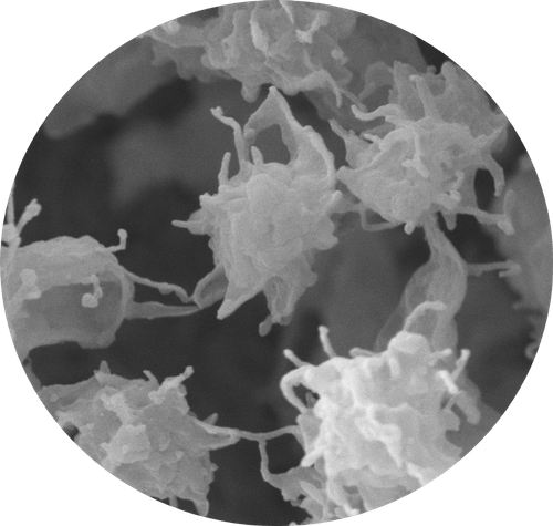 Thrombosomes® A platelet-based freeze-dried hemostatic