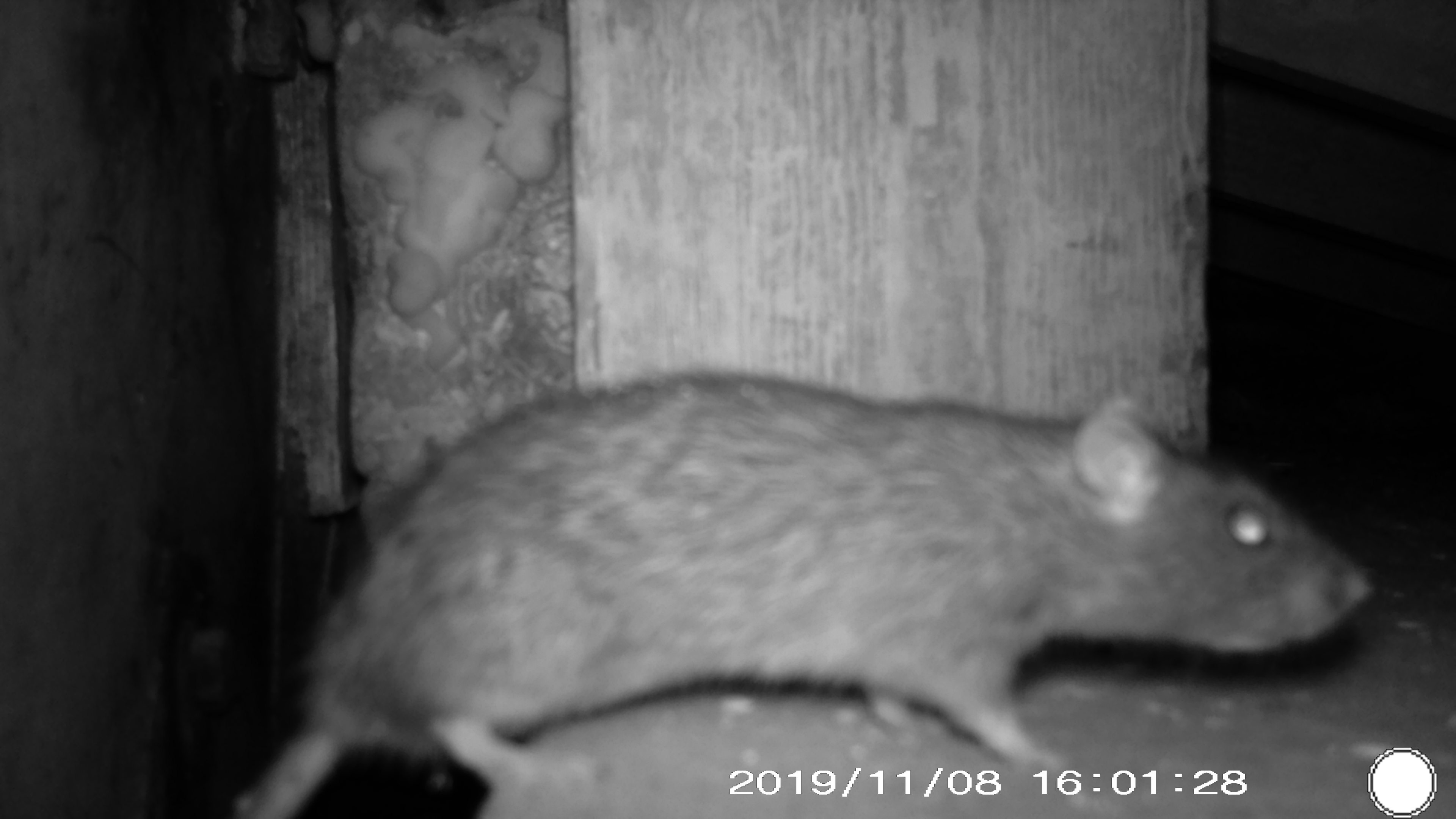 RDB Pest Control - Blog