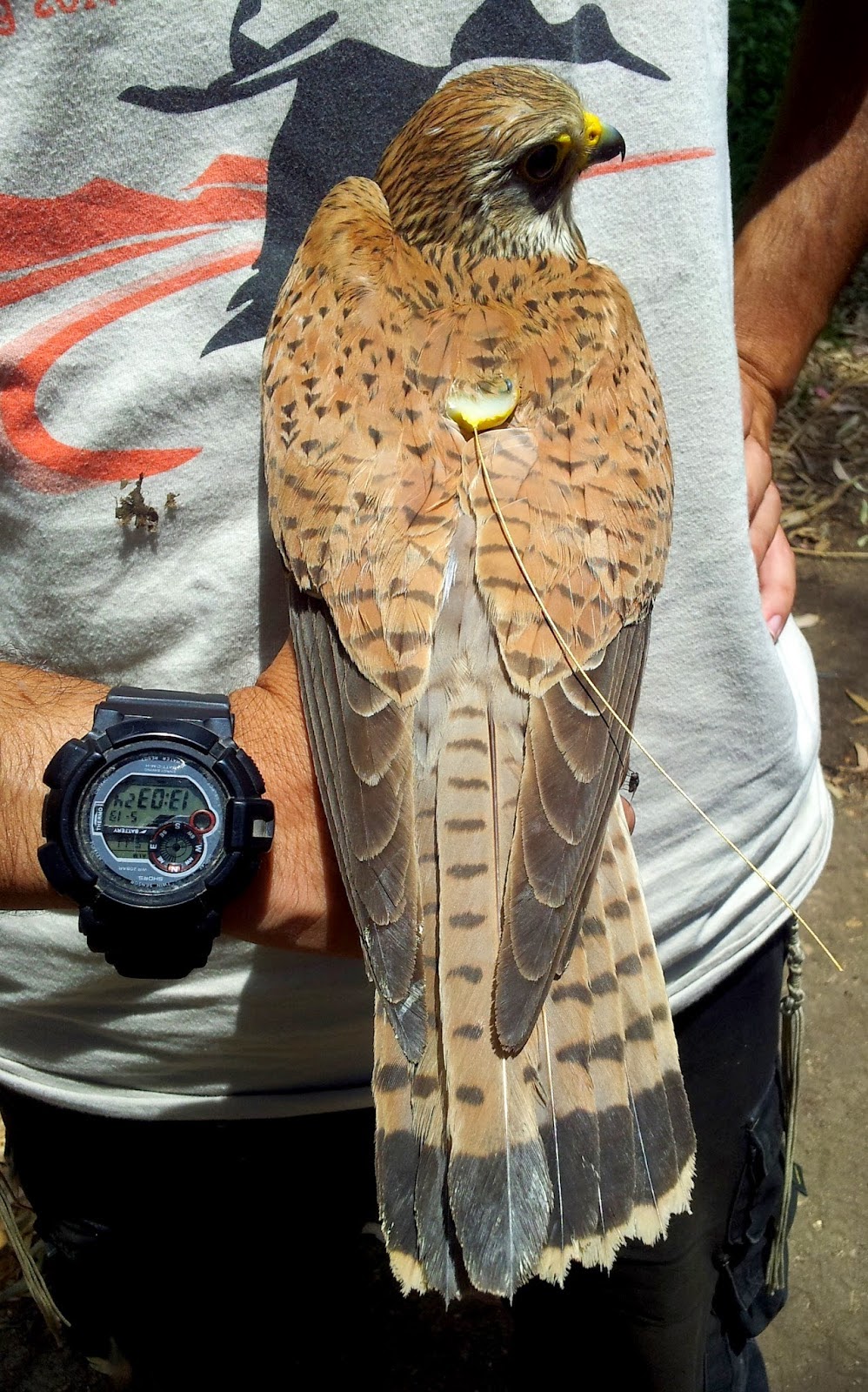 CircuitHub - Project Spotlight: Wildlife Tracking Tags