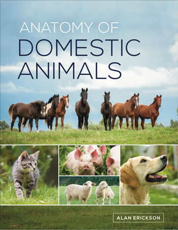 Pasquini Anatomy Of Domestic Animals