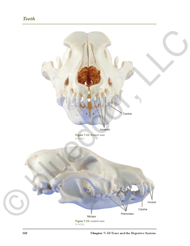 Dog Anatomy – A Photo Atlas • bluedoor Publishing