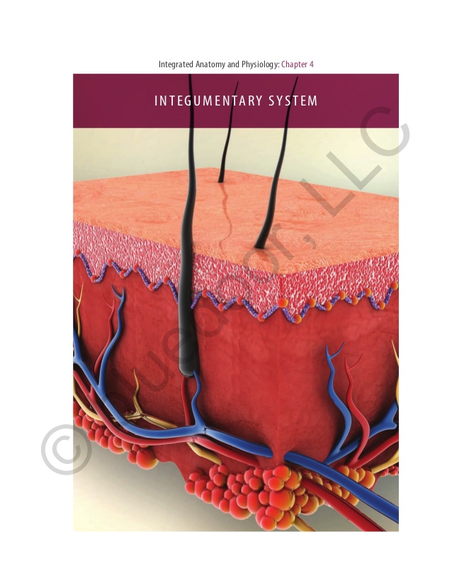 Integrated Anatomy and Physiology for Allied Health • bluedoor Publishing