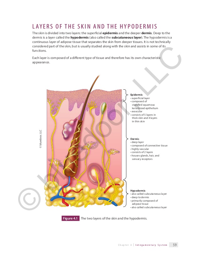 Integrated Anatomy and Physiology for Allied Health • bluedoor Publishing