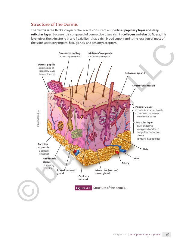 Integrated Anatomy and Physiology for Allied Health • bluedoor Publishing