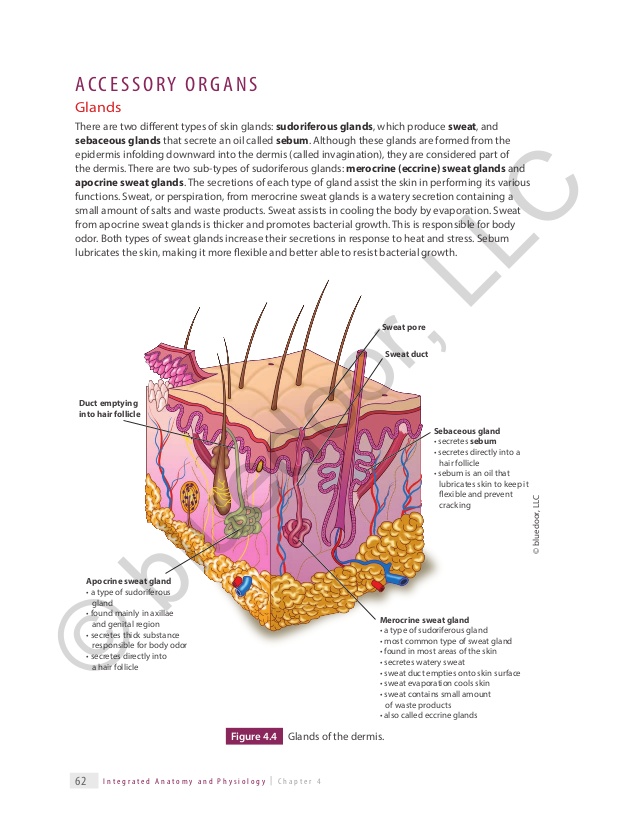 Integrated Anatomy and Physiology for Allied Health • bluedoor Publishing