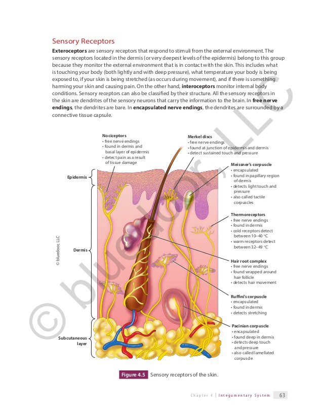 Integrated Anatomy and Physiology for Allied Health • bluedoor Publishing