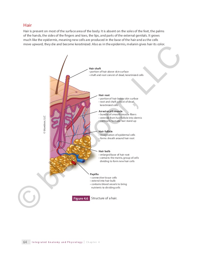 Integrated Anatomy and Physiology for Allied Health • bluedoor Publishing