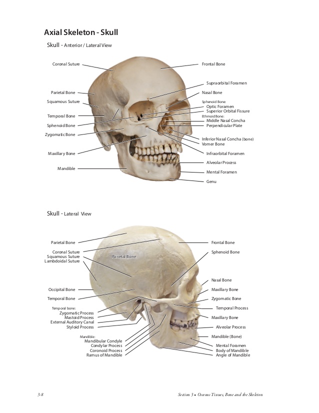Atlas of Anatomy for Allied Health • bluedoor Publishing