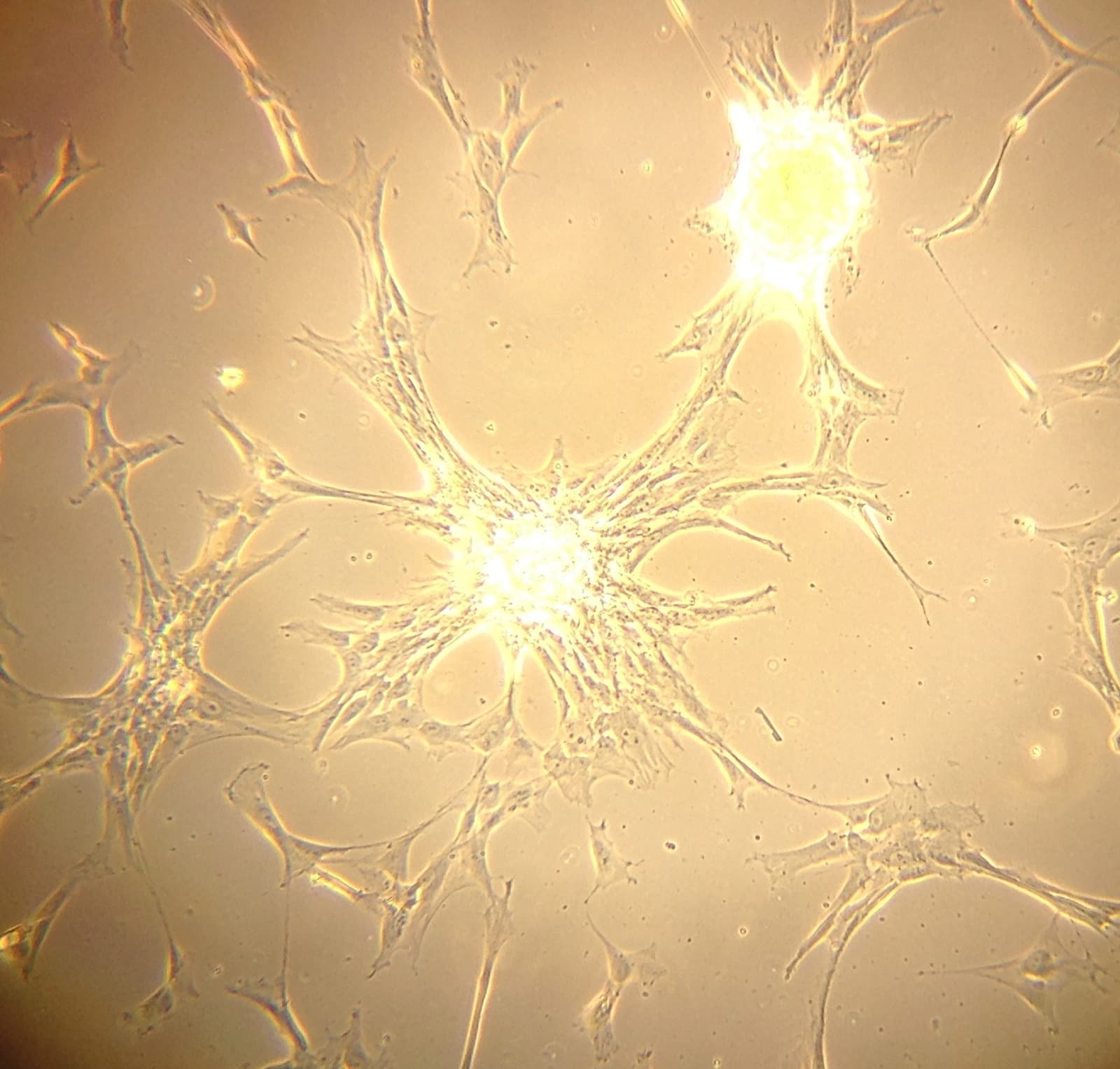 Vår produktportfölj | NextCell Pharma AB