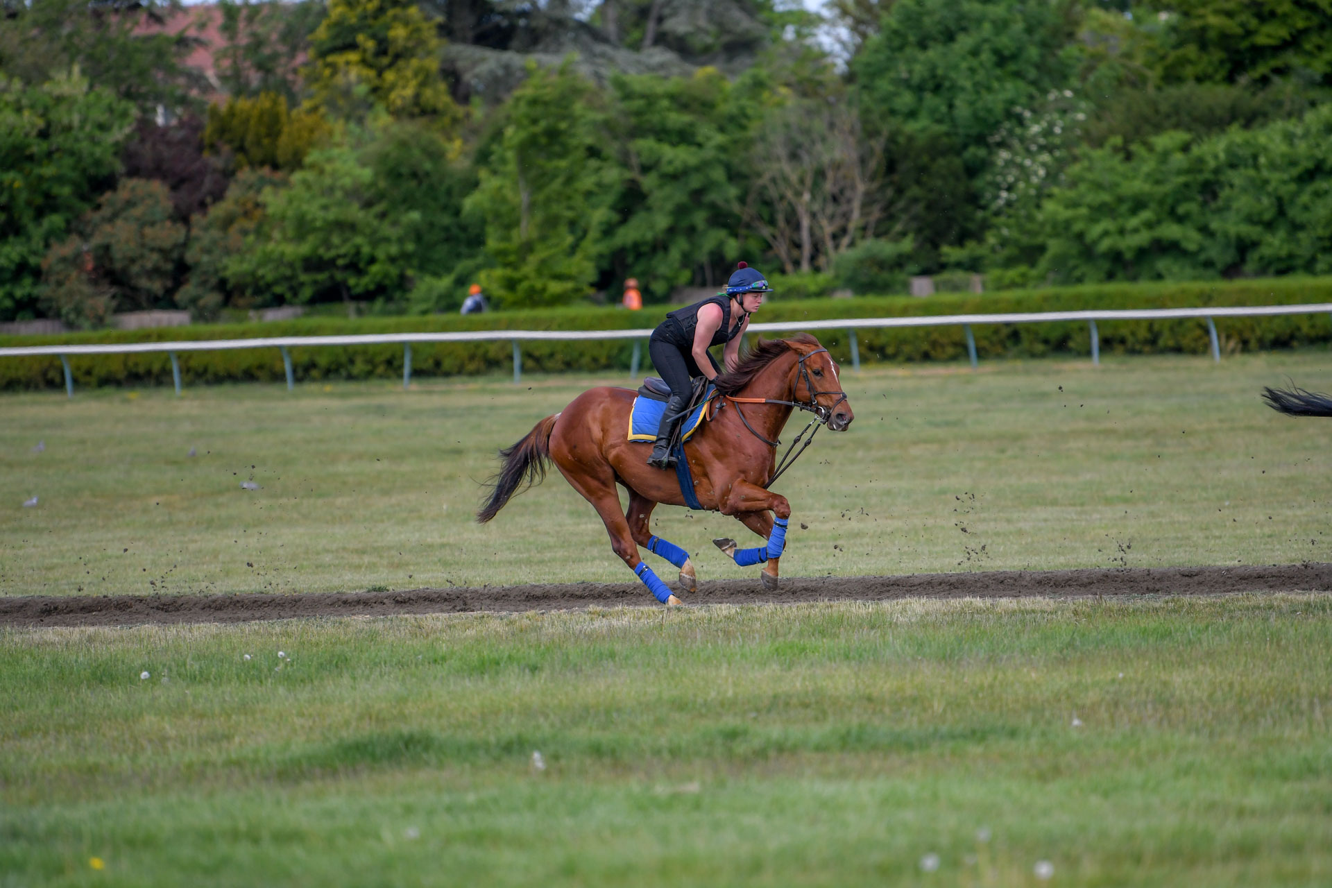 William Knight Racing | Newmarket Thoroughbred Racehorse Trainer ...