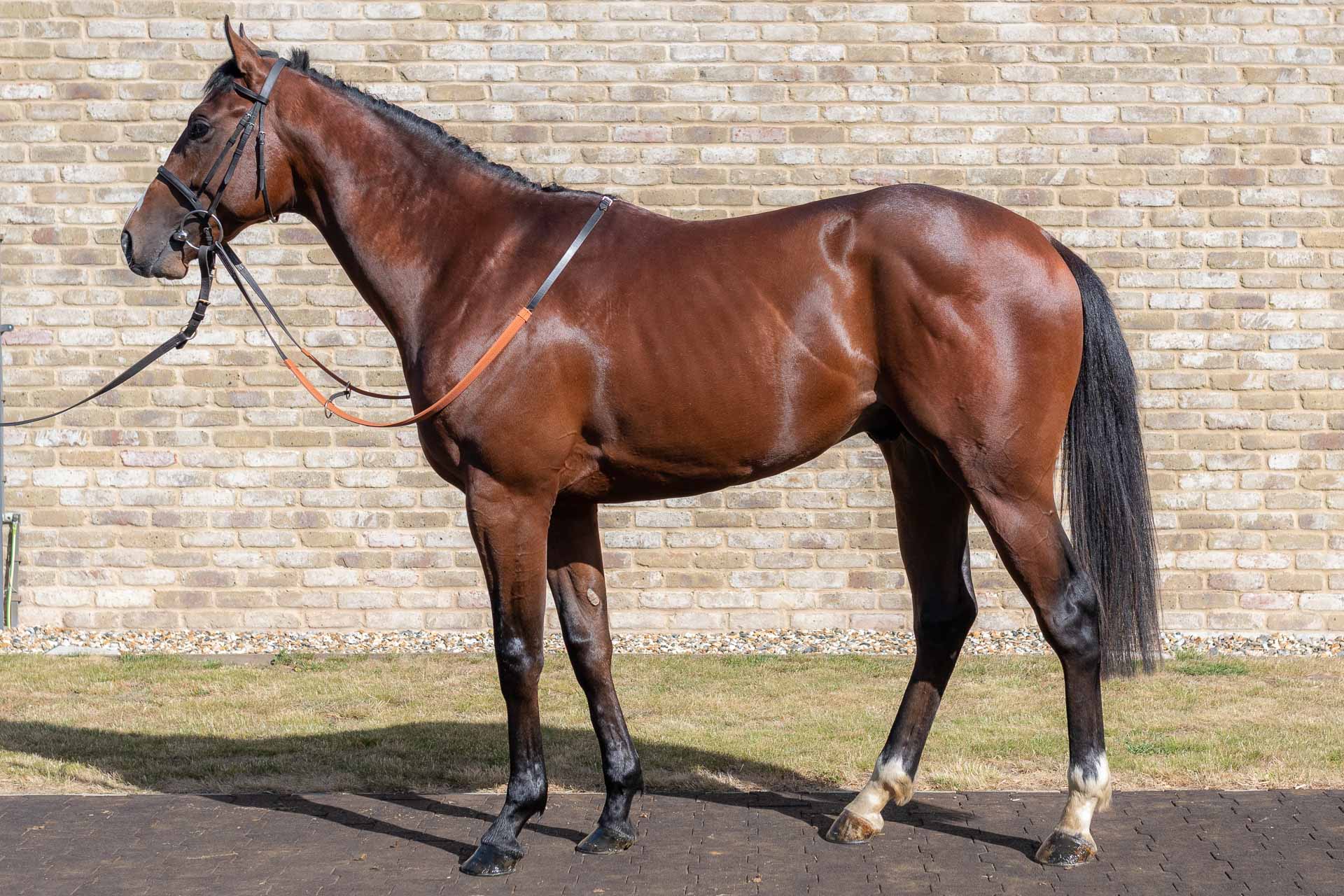 William Knight Racing | Newmarket Thoroughbred Racehorse Trainer ...